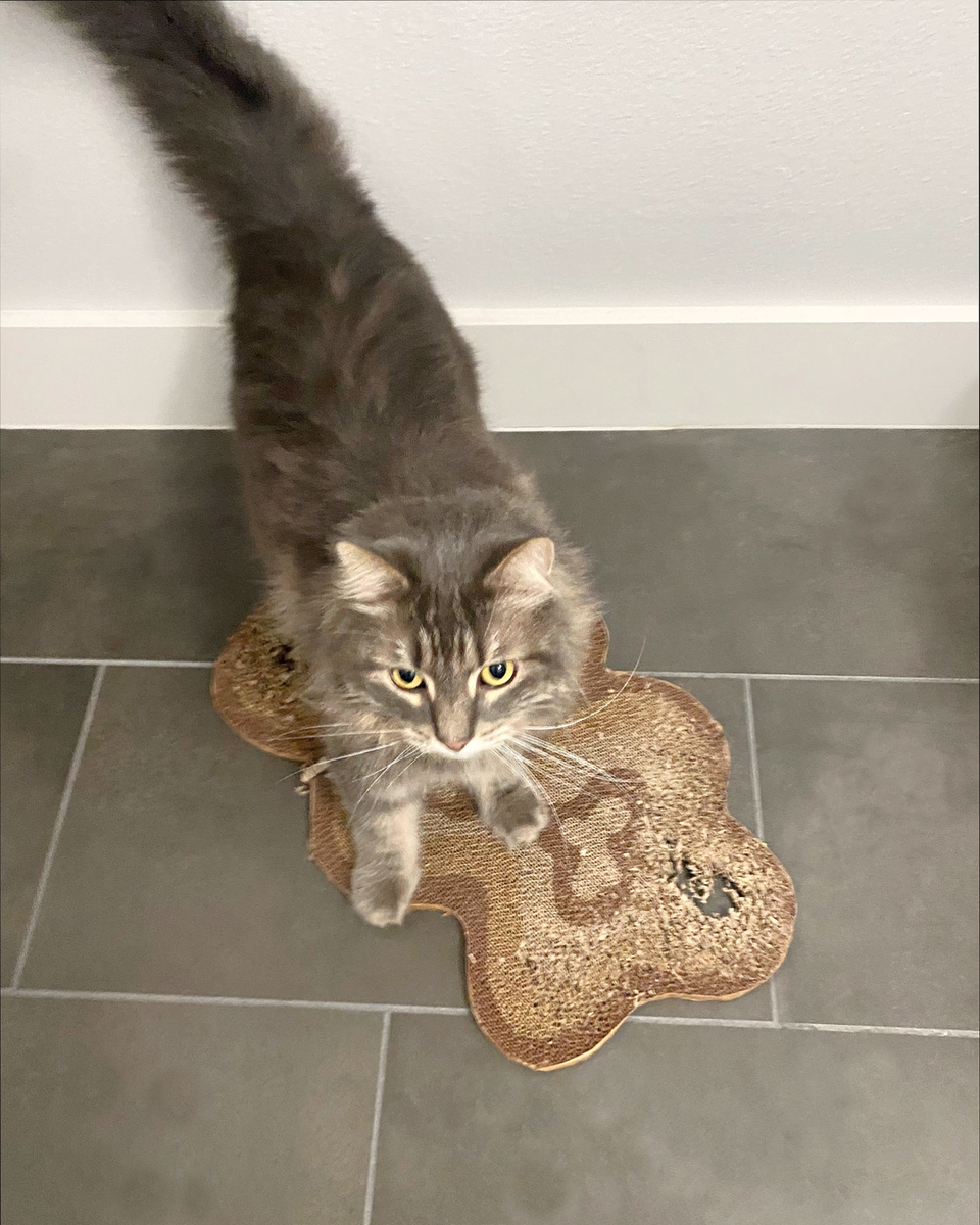 How to Curb Destructive Cat Behavior: The Key to a Happier, Healthier ...