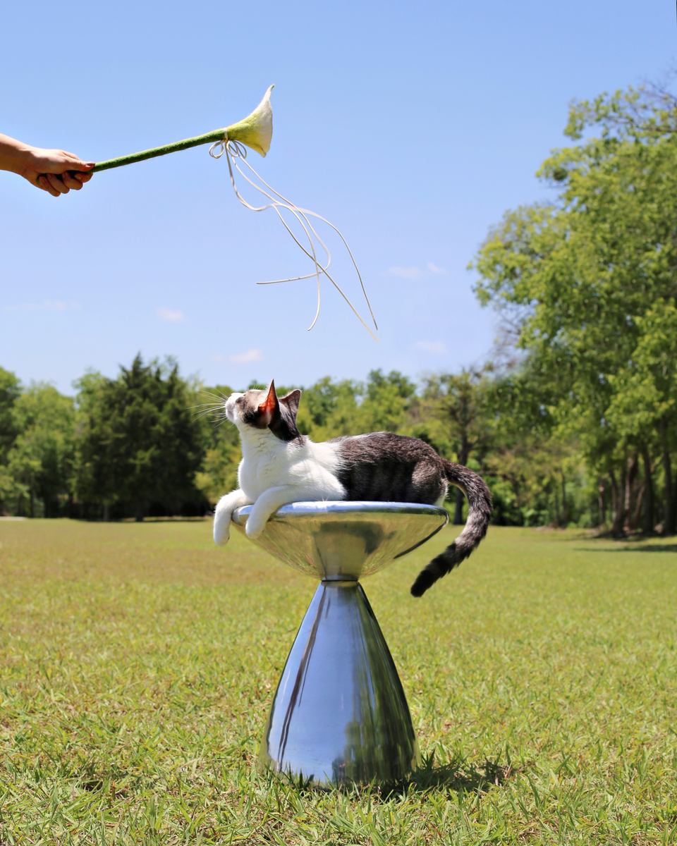 Enrich Your Cat's Life: Simple Tips to Prevent Destructive Cat Behavio ...