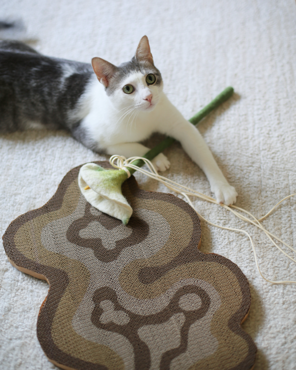 8 Common Cat Misunderstandings and How to Support Your Cat with Catena ...