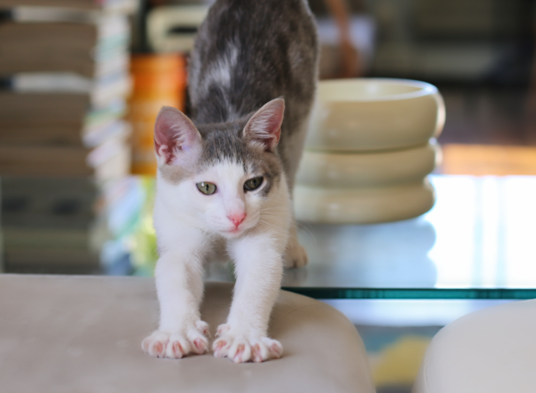 How to Train Your Cats Not to Destroy Your Home: Game-Changing Tips ...